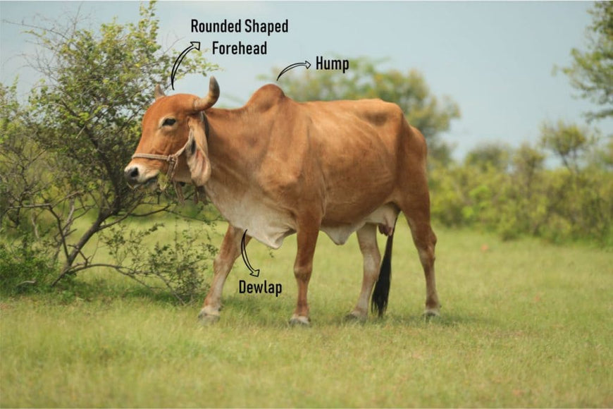Our Cows | Gir Gaushala in India | Hariba Dairy Farm