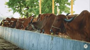 Our Cows | Gir Gaushala in India | Hariba Dairy Farm